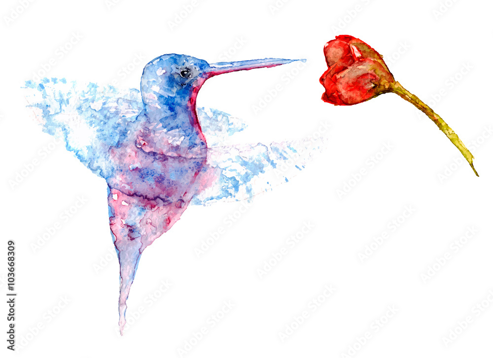 Hummingbird Stock Vector | Adobe Stock