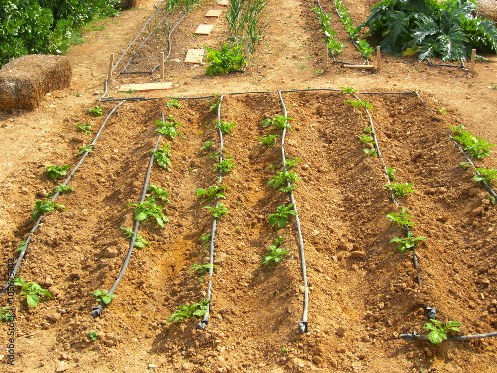 potato plot with drip irrigation and potato shoots Stock Photo | Adobe ...
