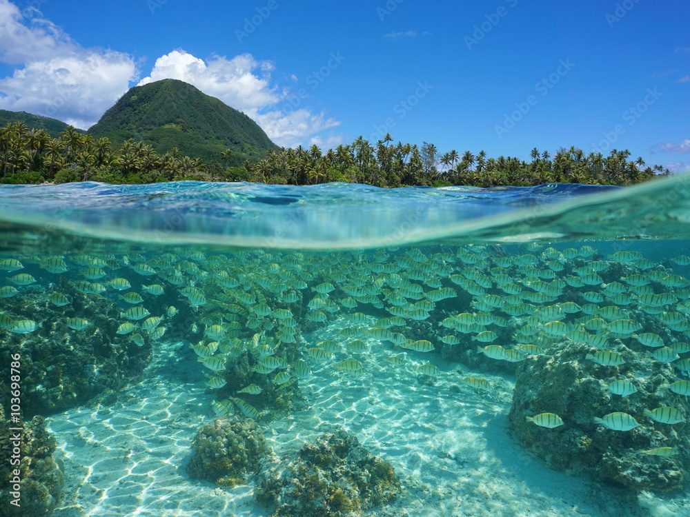 Foto de Split view above and below water surface near a tropical shore ...