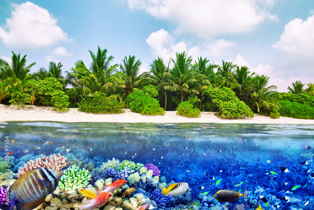 Tropical island and the underwater world in the Maldives. Thoddo ...