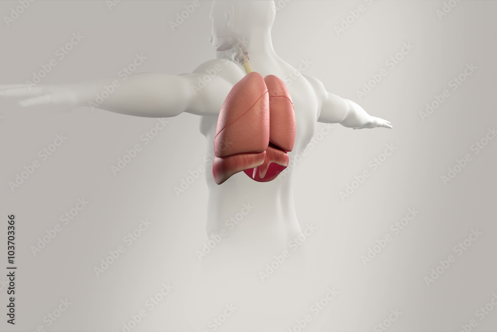 Human anatomy, body rotation showing lungs and organs in chest cavity ...