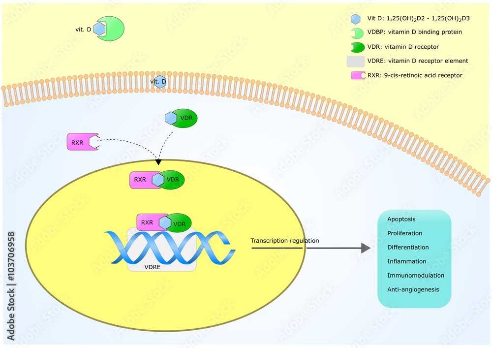 epigenetic action of vitamin D through its receptor (VDR) and dna ...