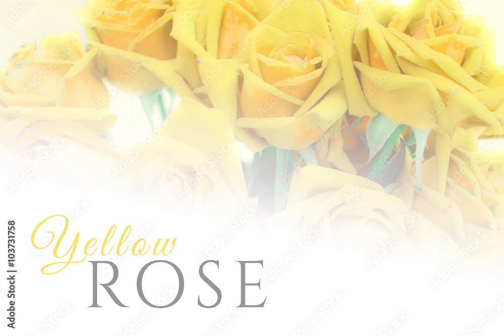 Light Yellow Rose Background