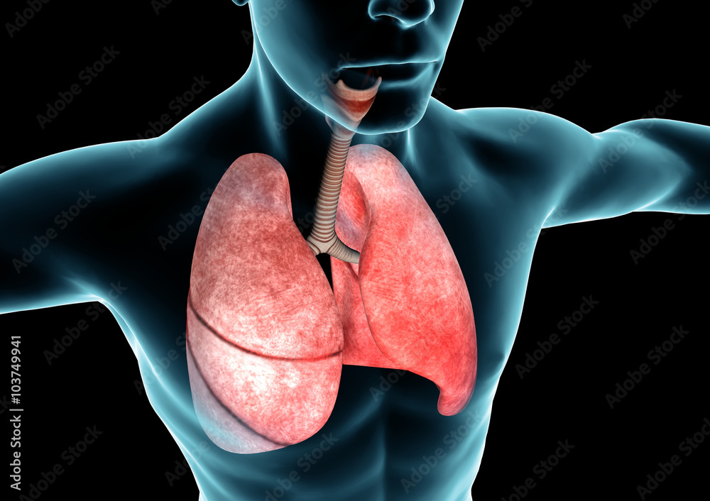 Apparato respiratorio, polmoni, raggi x, anatomia corpo umano Stock ...