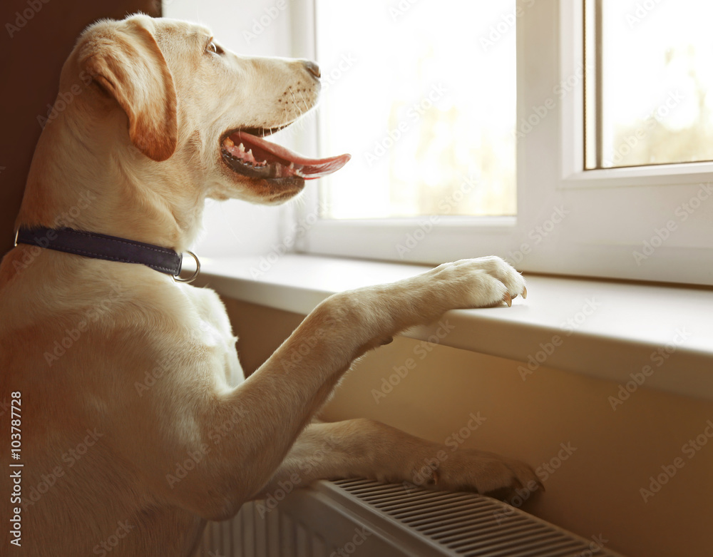 Cute Labrador dog looking out window inside the house Stock Photo ...