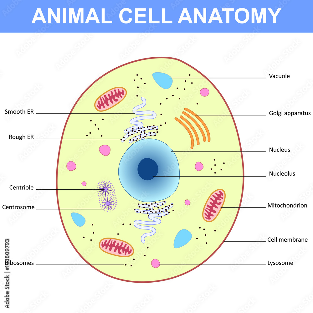 Structure of an animal cell Stock Vector | Adobe Stock