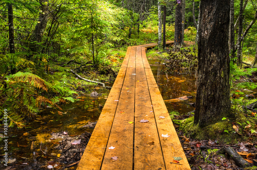 Forest Walkway Stock Photo | Adobe Stock