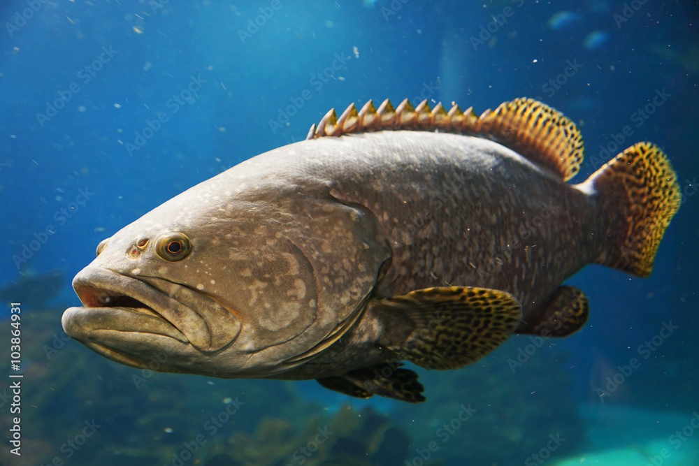 Big fish Stock Photo | Adobe Stock