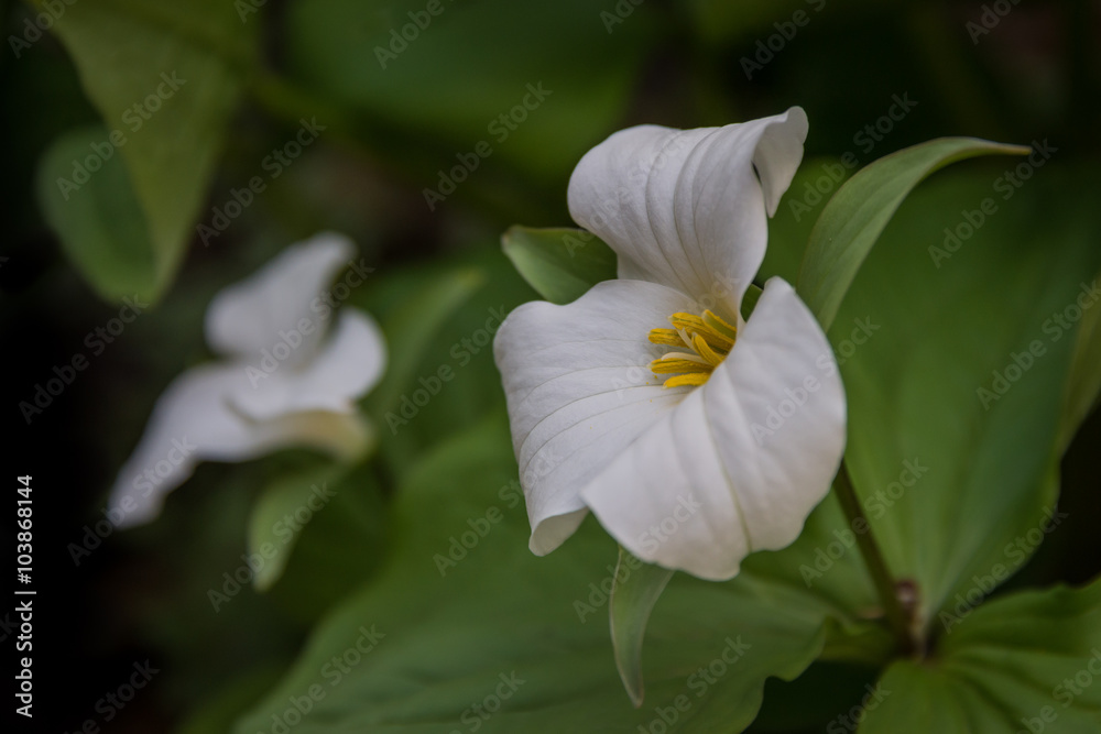 What Is The Official Flower Of Ontario | Best Flower Site