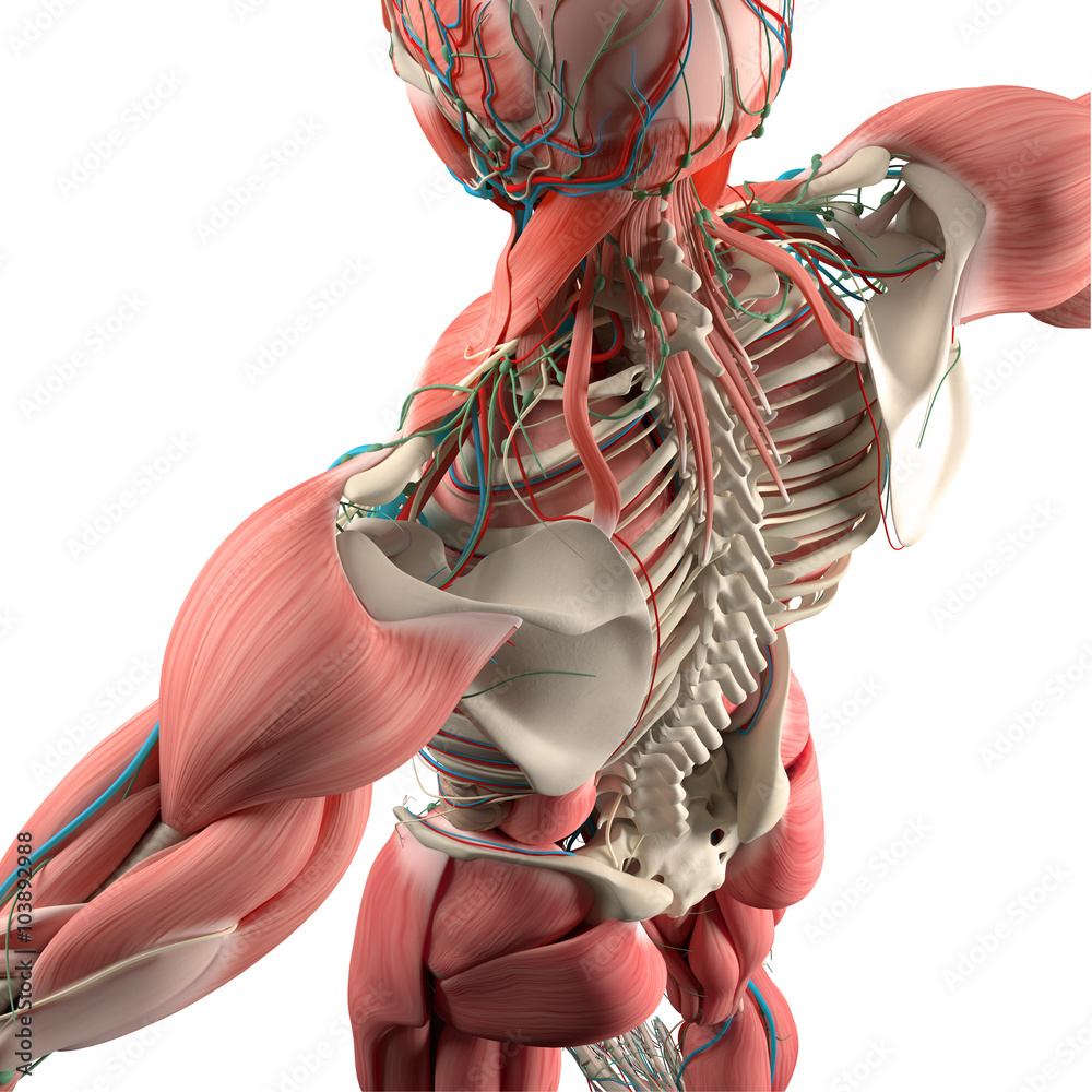 Human anatomy, back,torso, skeleton,muscle. High angle. On white studio ...