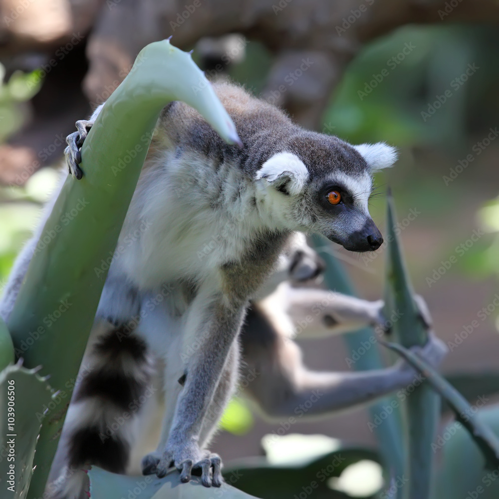 ring-tailed lemur in zoo Stock Photo | Adobe Stock