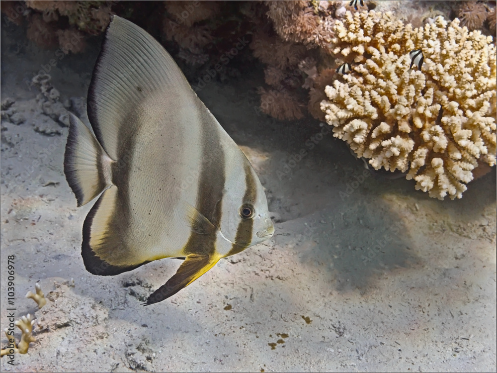Longfin batfish (Platax teira) fish swimming in water of the tropical ...