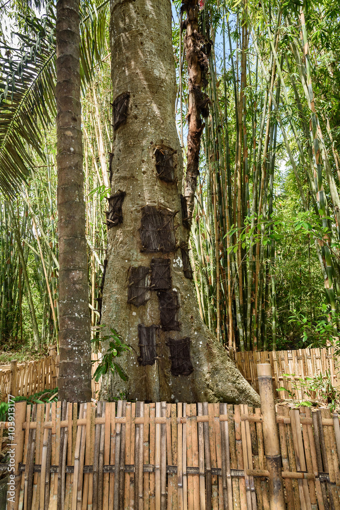 Tana Toraja Tree