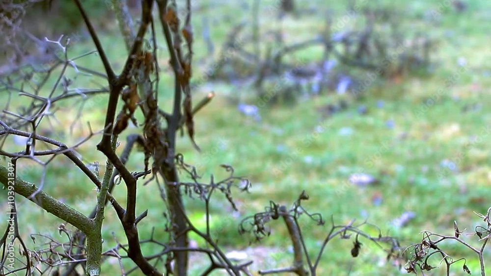 withered plant Stock Video | Adobe Stock