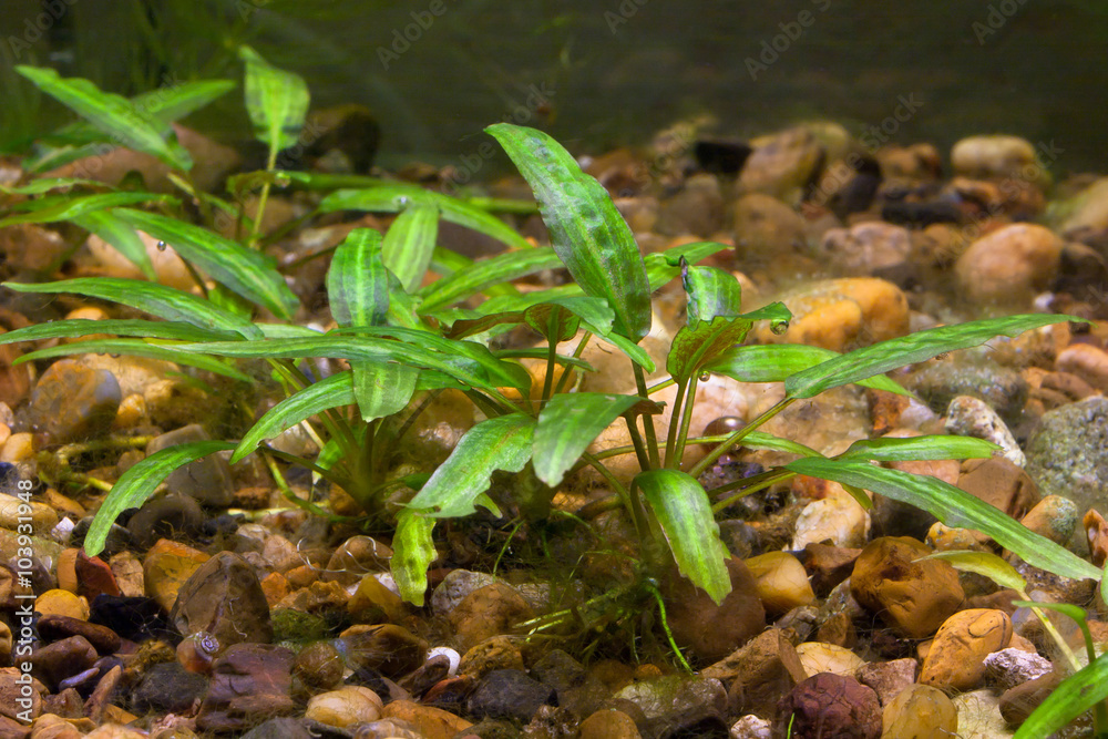 cryptocoryne in aquarium foto de Stock | Adobe Stock