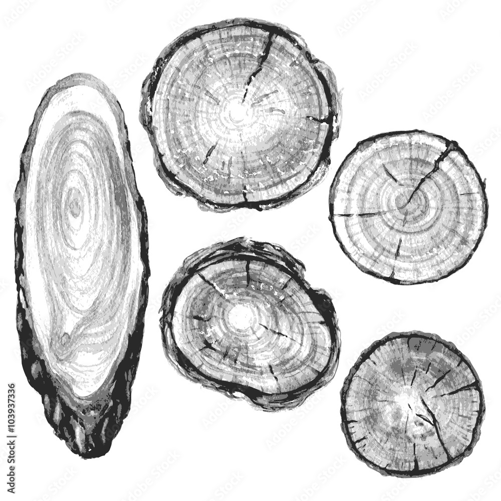 Cross Section Of A Tree