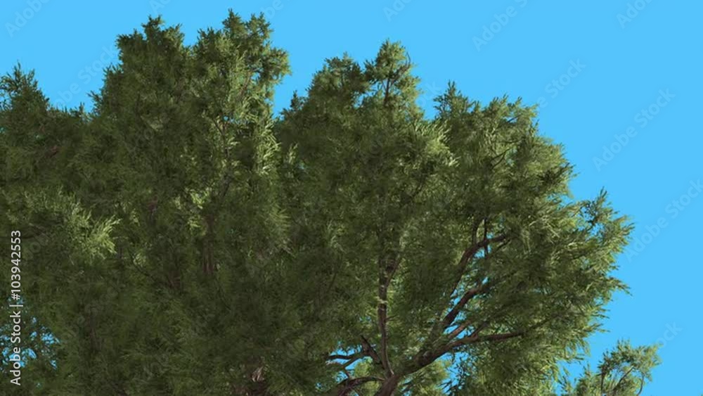 Vidéo Stock Western Juniper Top of Lush Crown Coniferous Evergreen Tree ...