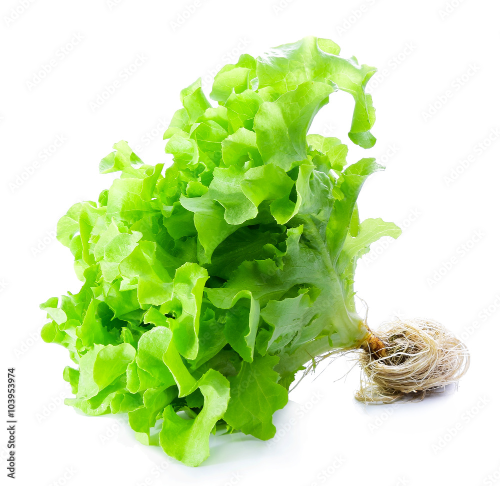 Green Oak Lettuce