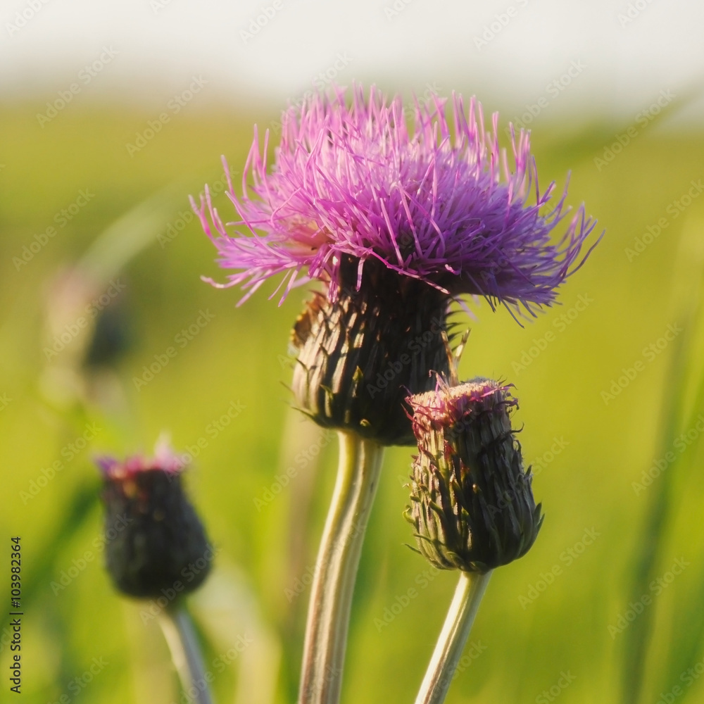 Centaurea cyanus, known as cornflower, bachelor's button, bluebottle ...