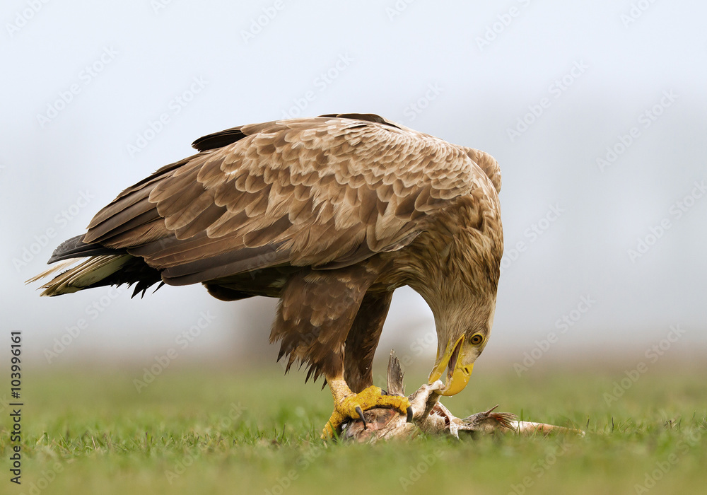 Adult white tailed eagle eating fish in the grass, clean background ...