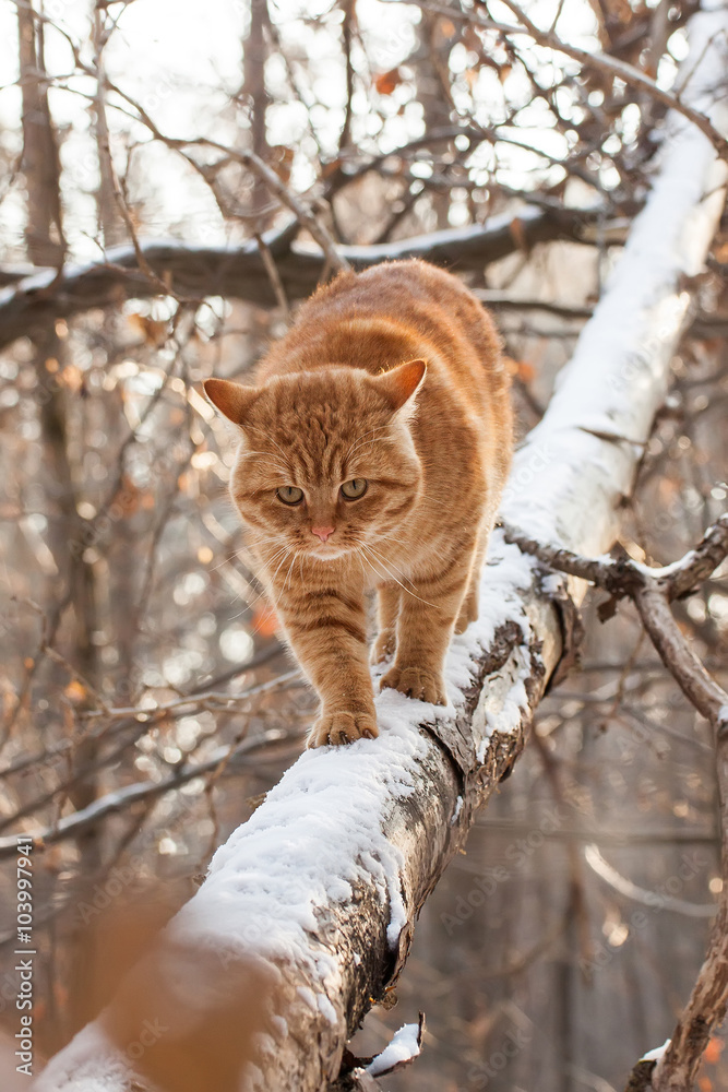red angry cat in the forest on a branch Stock Photo | Adobe Stock