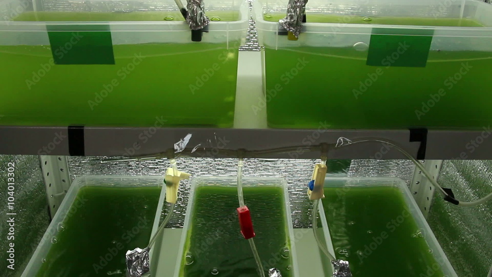 Cultivation of green algae as a biofuel (biodiesel) source. Chlorella ...