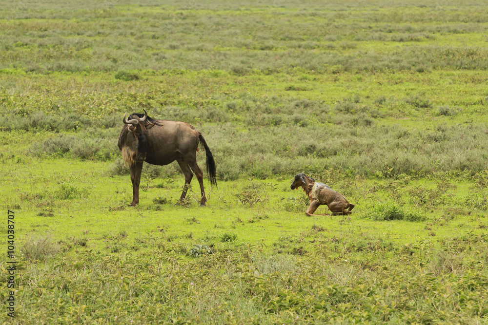 During the Great Migration in South Serengeti, a wildebeest gives birth ...