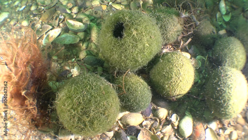 Video Stock Aggregation of balls green algae Cladofora in the pit at ...
