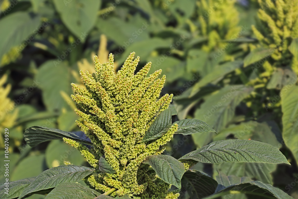 Amaranth is cultivated as leaf vegetables, cereals and ornamental ...