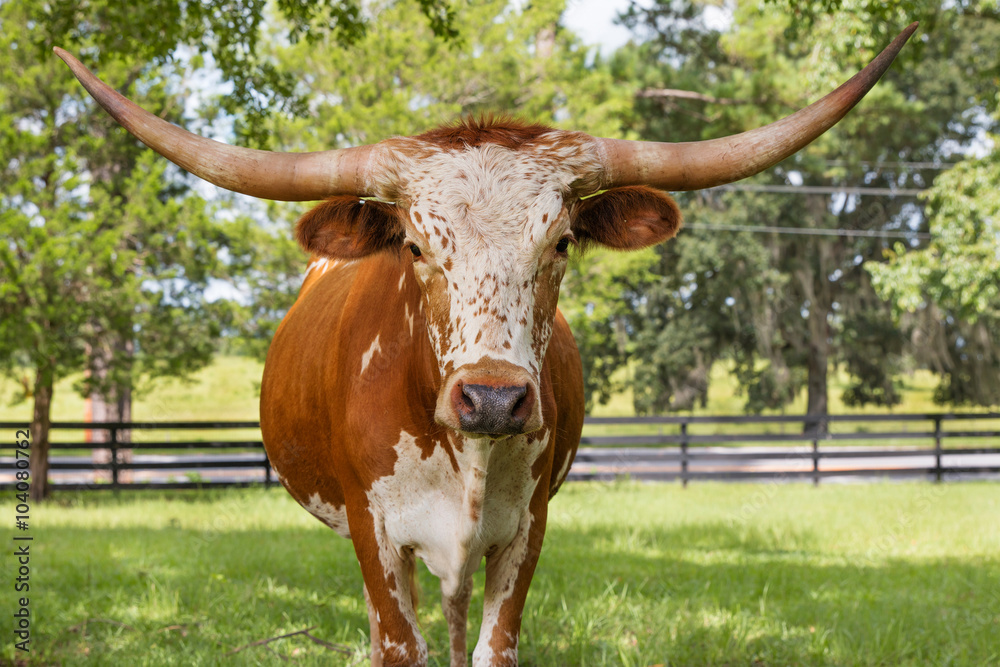 White and brown miniature Texas longhorn in grass field with fence ...