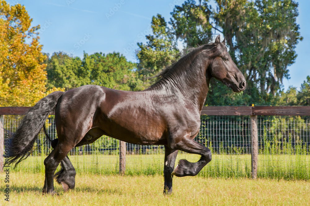Brown Friesian Horse