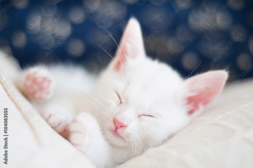 Cute White Cat Sleeping