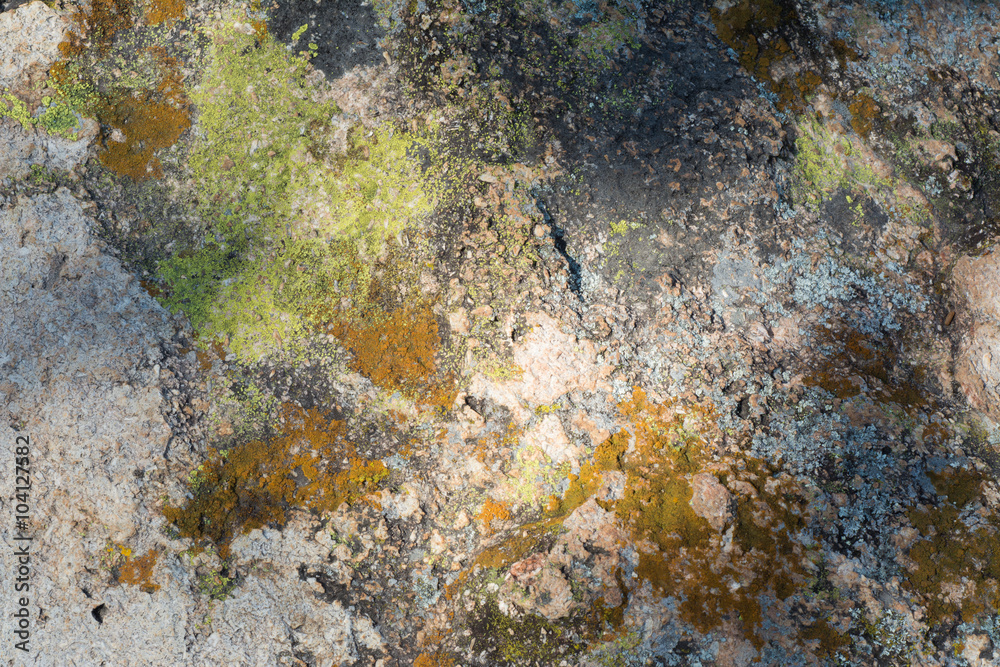 Diferentes colores de moho en una roca grande. Stock Photo | Adobe Stock