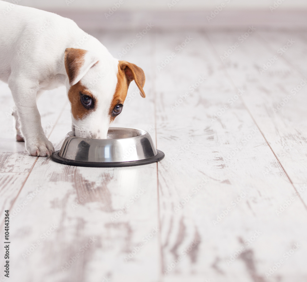 Puppy eating Stock Photo | Adobe Stock