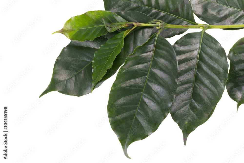 Leaves coffee tree isolated on white background Stock Photo | Adobe Stock