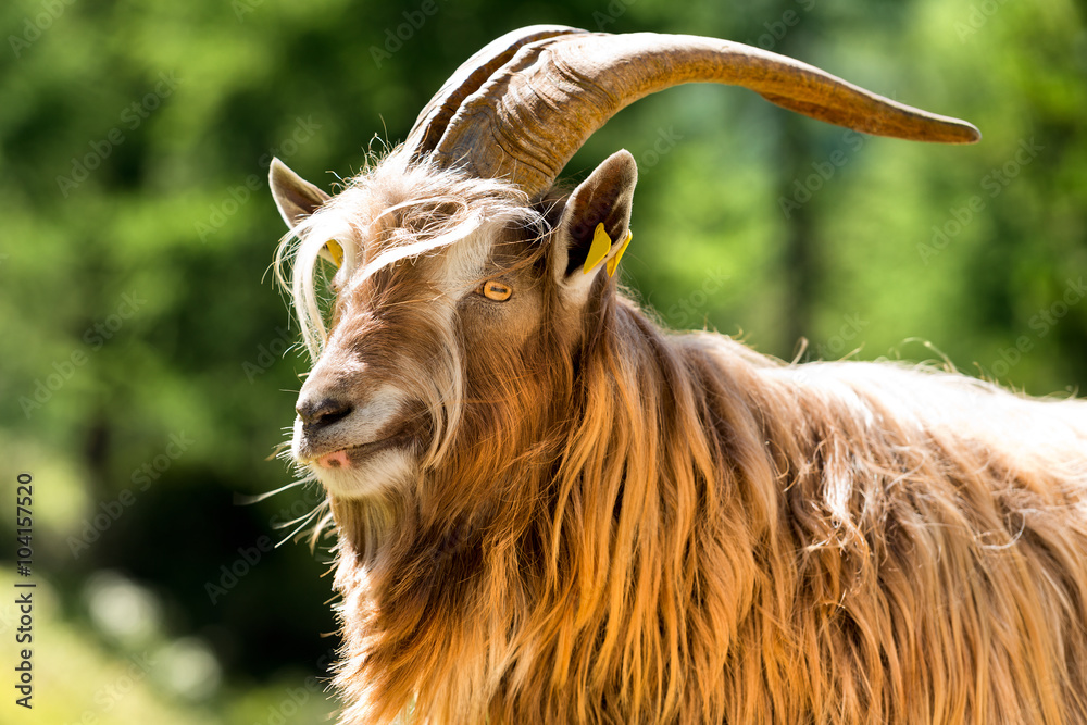Alpine Goat Male