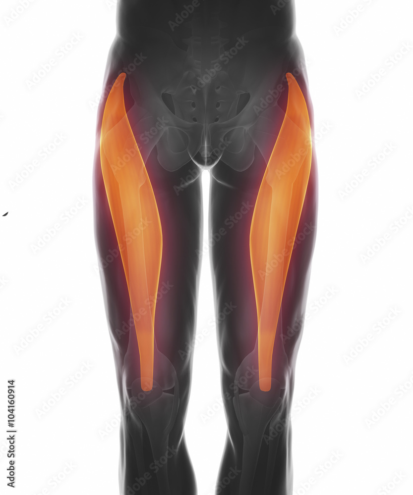 rectus femoris Stock Illustration | Adobe Stock