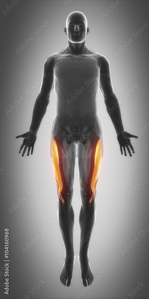 Vastus lateralis Stock Illustration | Adobe Stock