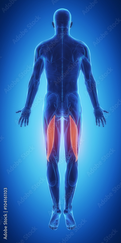 Bicep femoris muscle anatomy Stock Illustration | Adobe Stock