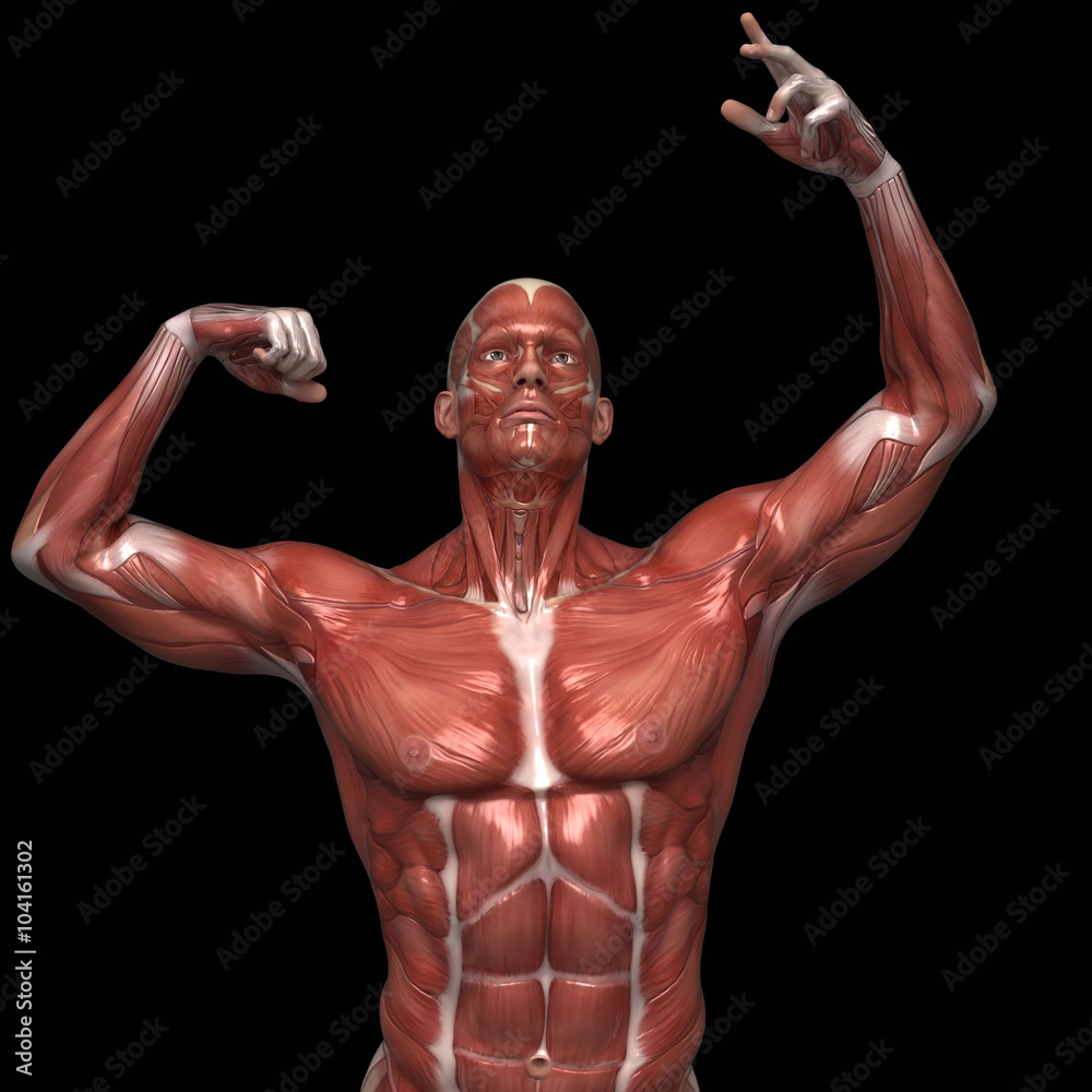Man muscular anatomy in bodybuilder pose Stock Illustration | Adobe Stock