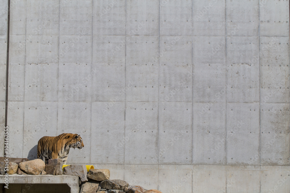 Tiger, a Bengal Tiger playing in a zoo with very high large concrete ...