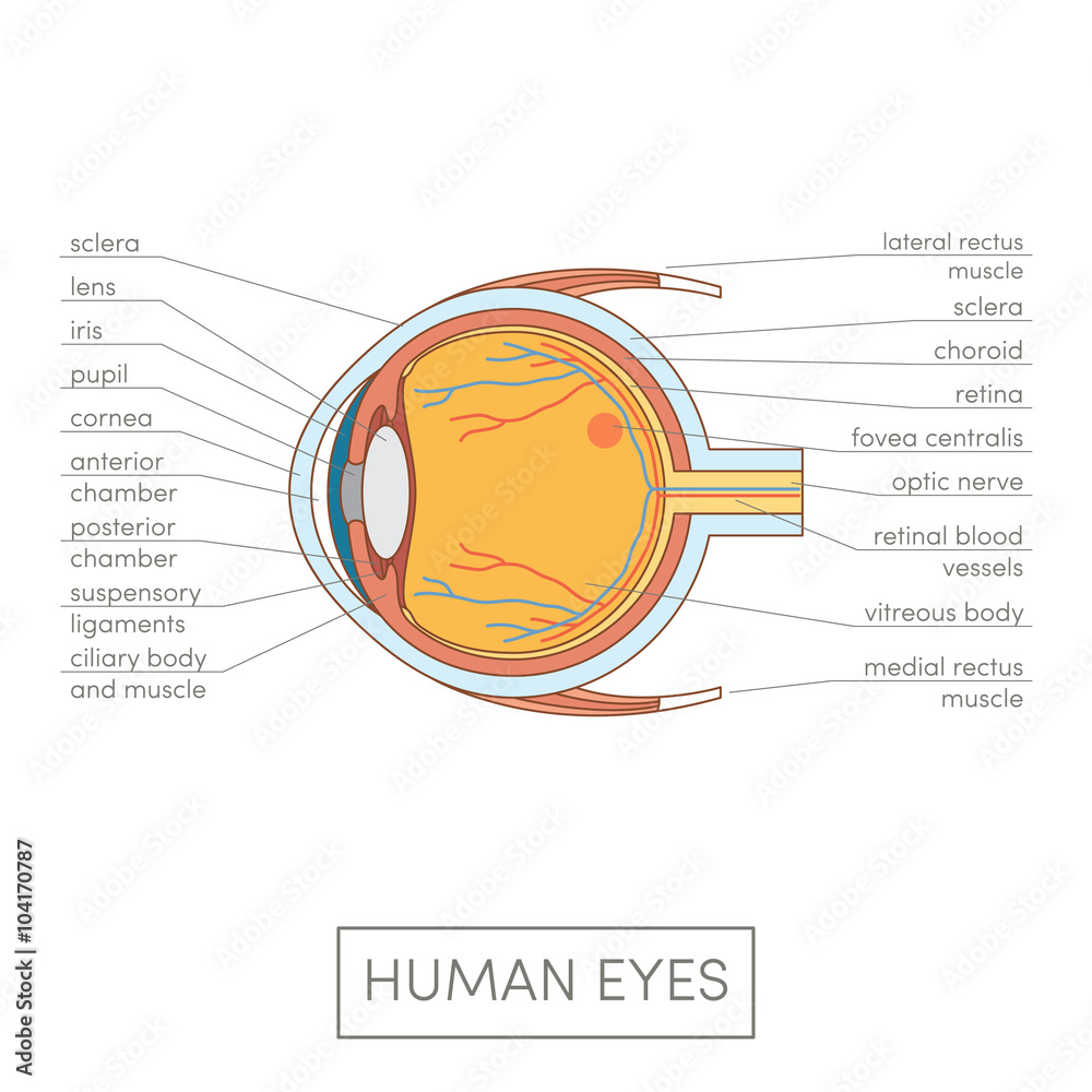 Human eye anatomy Stock Illustration | Adobe Stock
