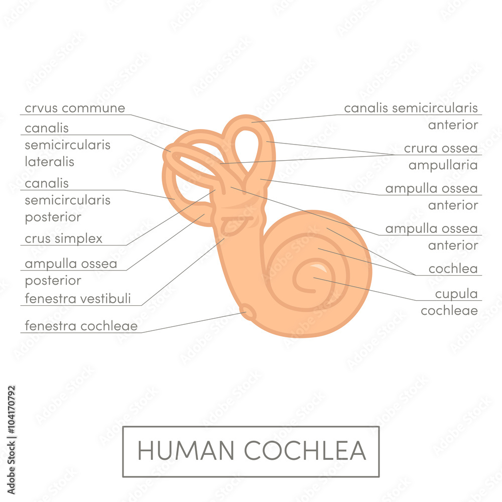 Human cochlea anatomy Stock Illustration | Adobe Stock