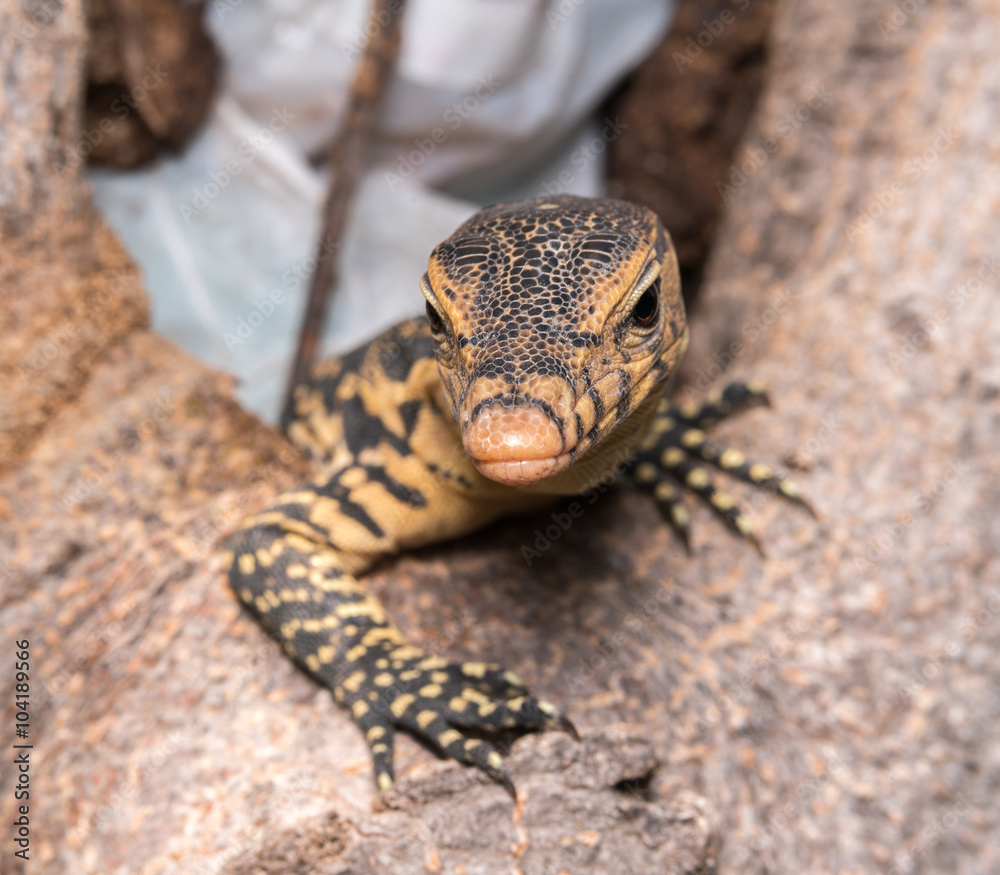 baby Varanus salvator Stock Photo | Adobe Stock