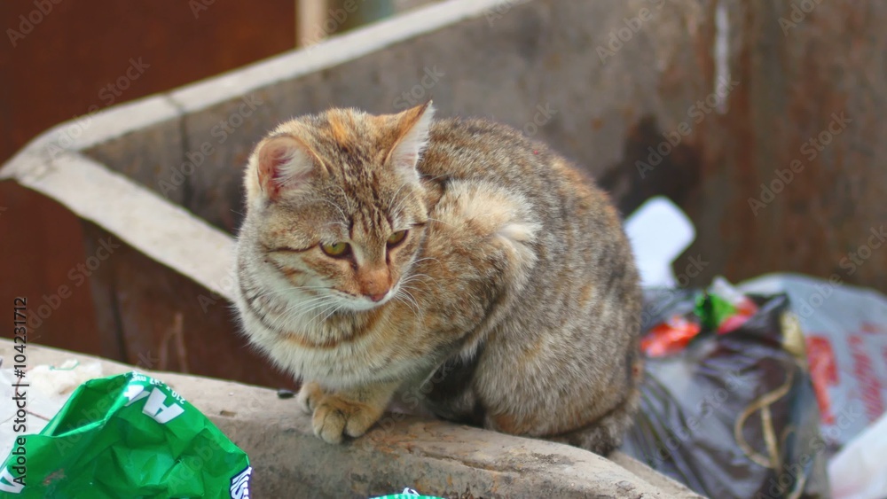 Stray cat on a garbage bin in the city Stock Video | Adobe Stock