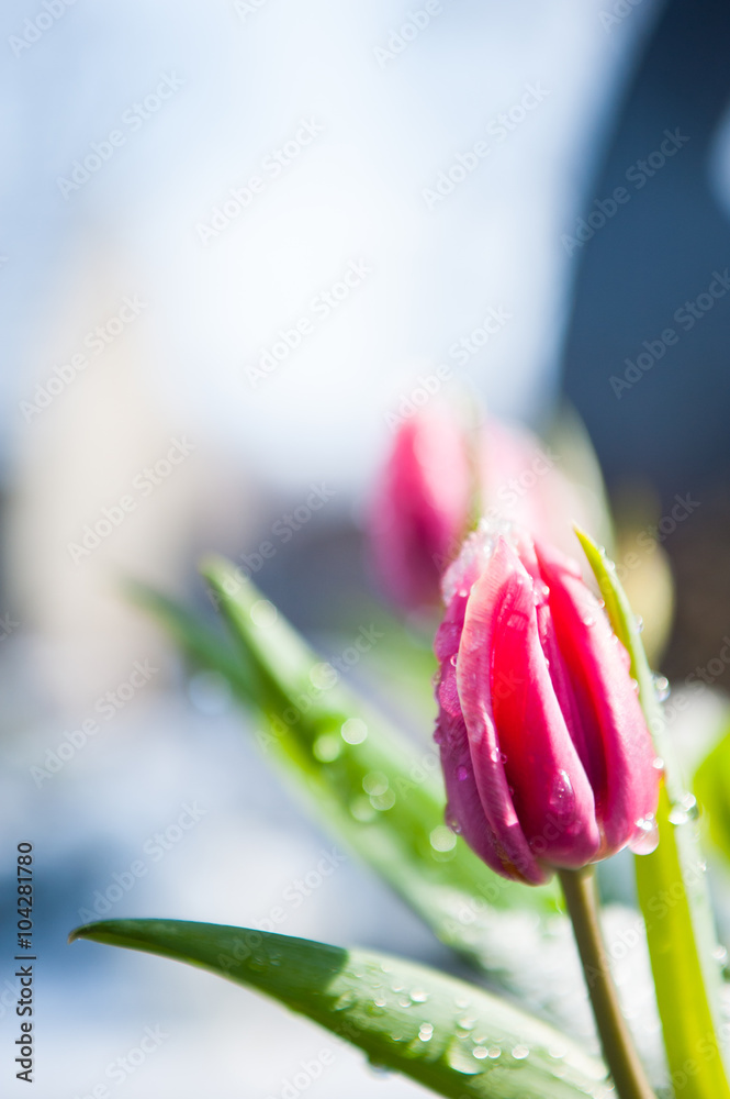 tulips in the snow, looking for spring, melting snow / The tulips ...