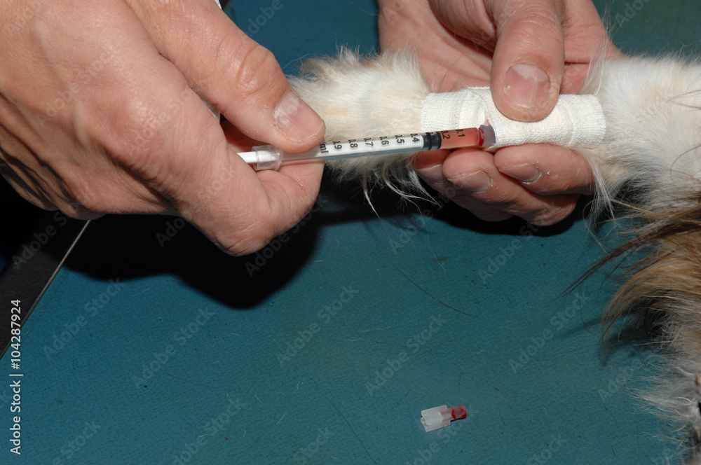 La prise de sang et l’analyse sanguine permettent d’étudier les ...