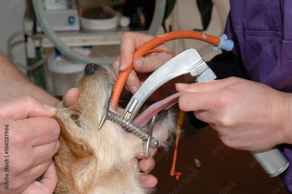 La prise de sang et l’analyse sanguine permettent d’étudier les ...