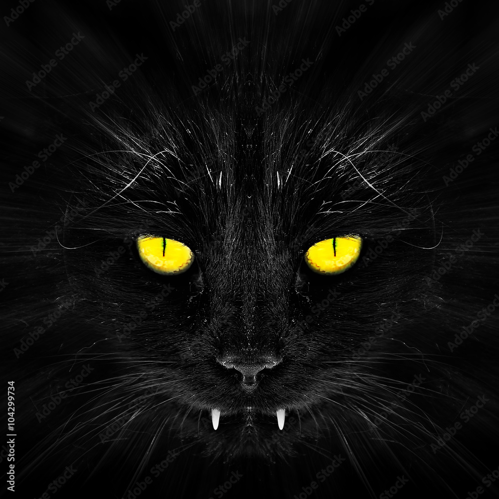 Black cat in dark close-up Stock Photo | Adobe Stock