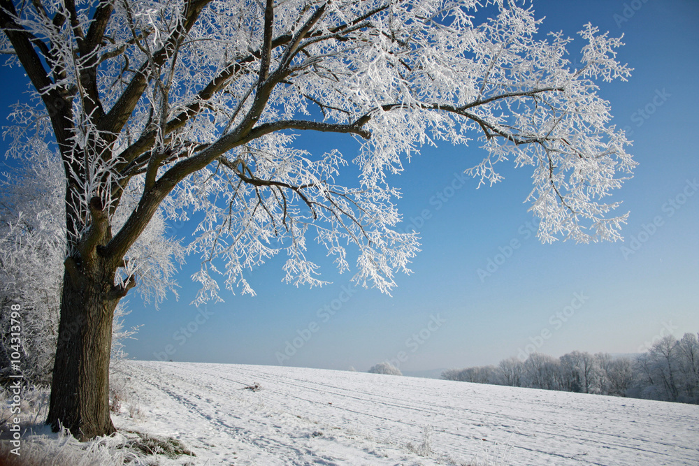 Baum im Winter Stock Photo | Adobe Stock